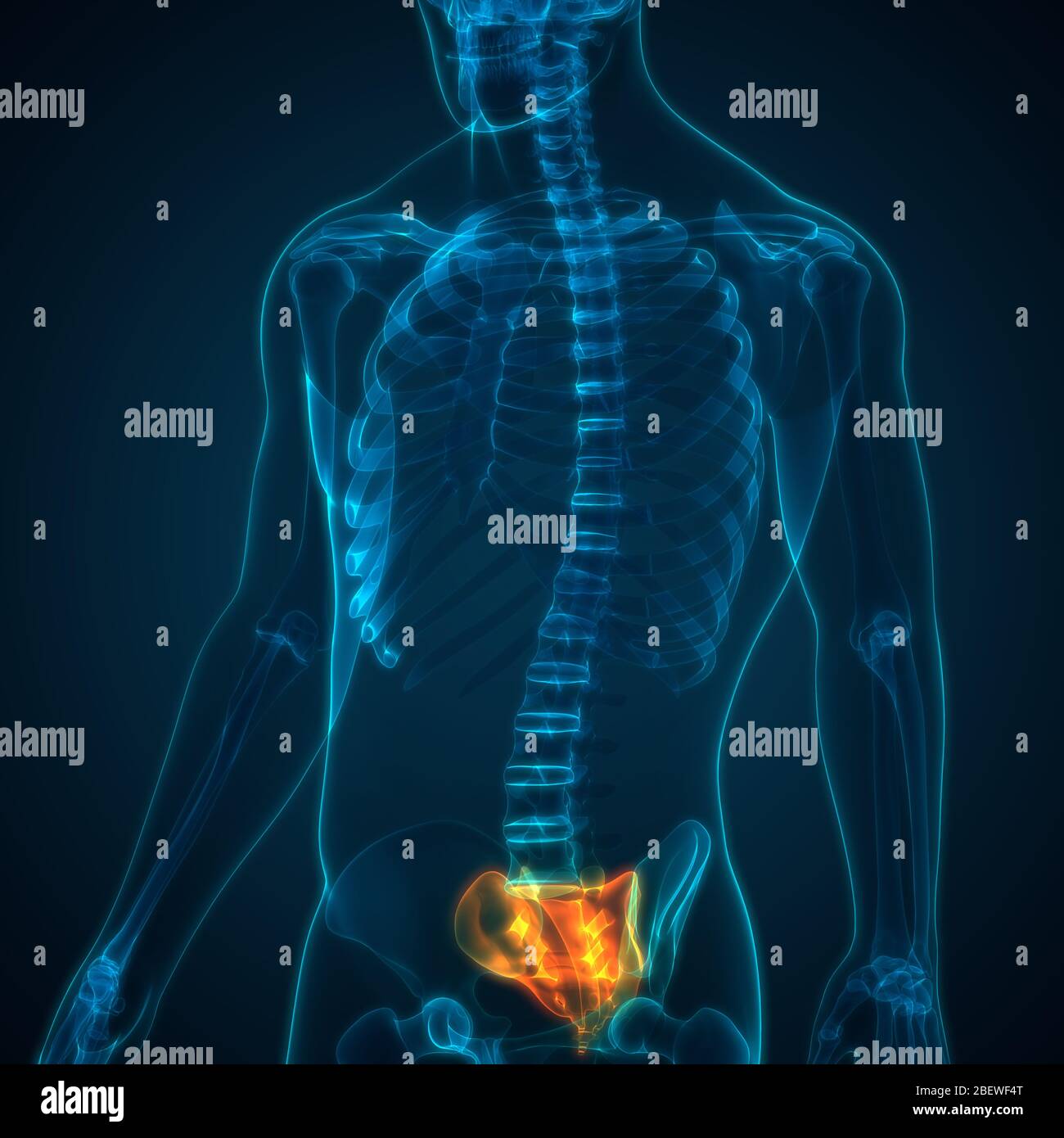 Vertebral Column Sacrum of Human Skeleton System Anatomy Stock Photo ...