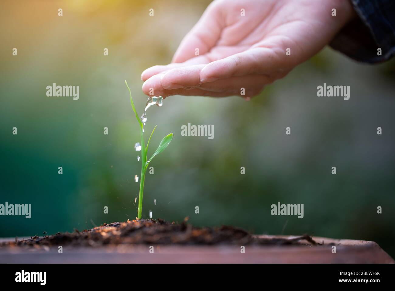 Watering new plant with hand Watering new plant with hand Stock Photo ...