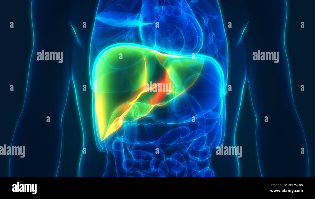 Human Digestive Internal Organ Liver Anatomy Stock Photo - Alamy