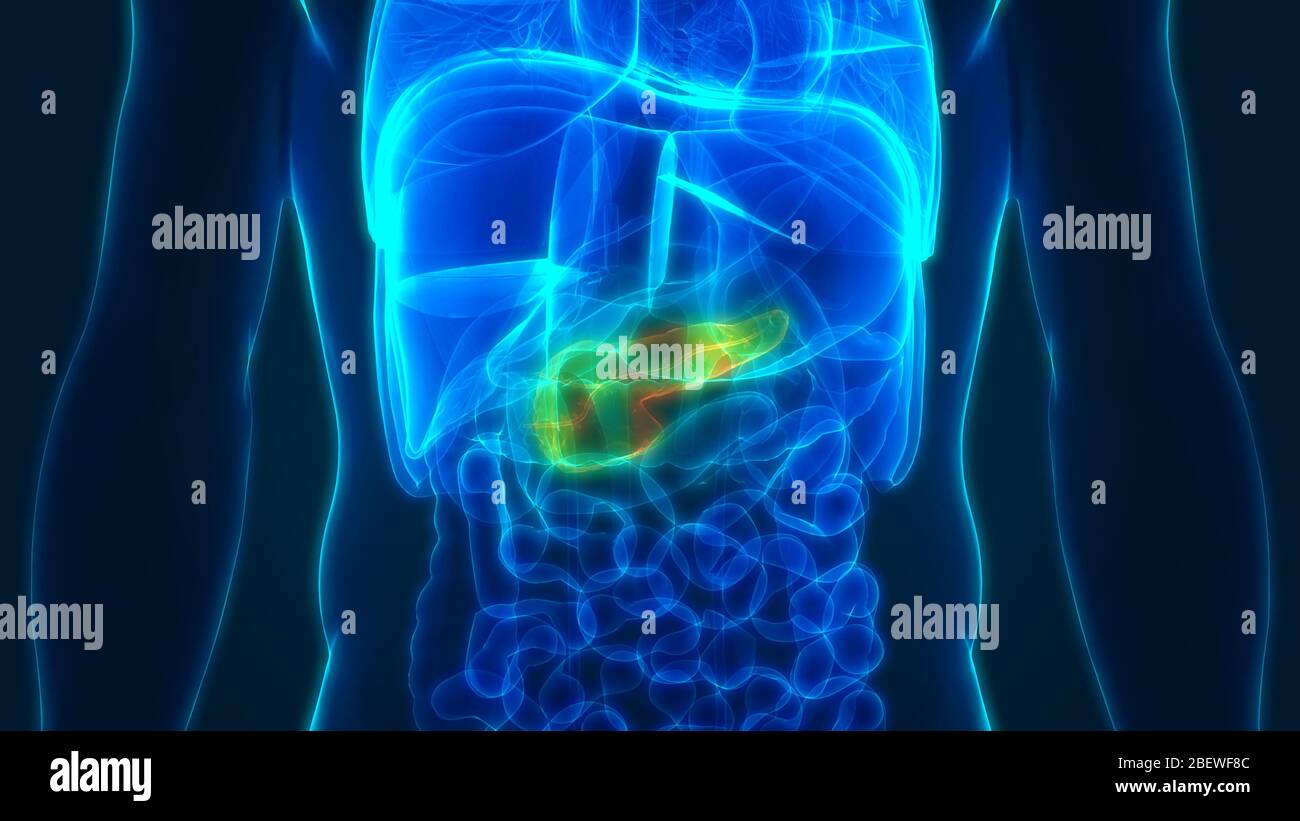 Human Internal Organ Pancreas Anatomy Stock Photo - Alamy