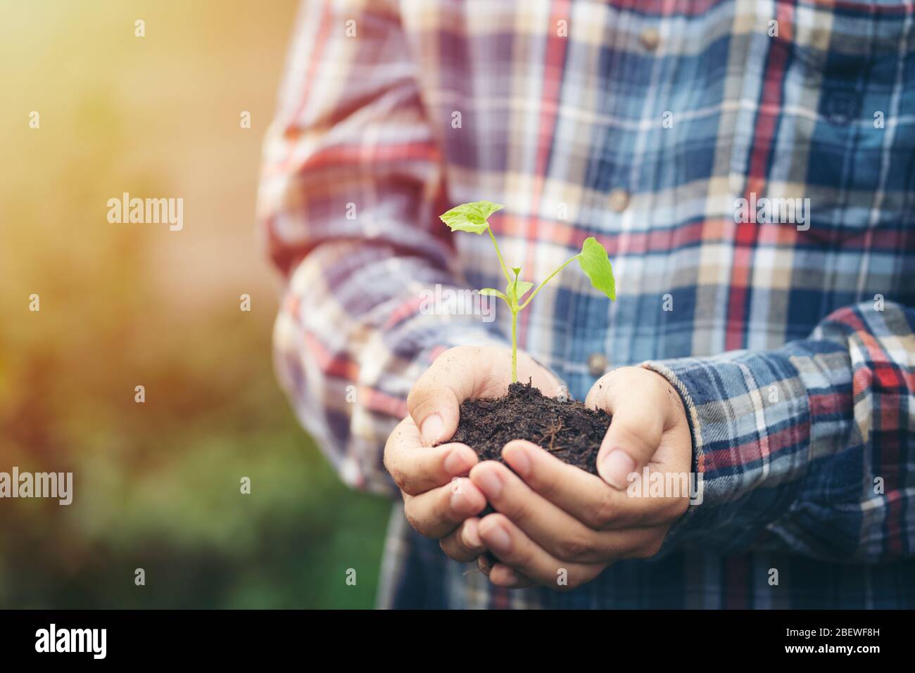 Hand holding young plant on green background Stock Photo - Alamy