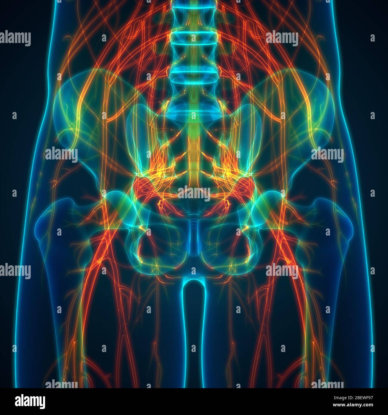 Human Skeleton System with Nervous System Anatomy Stock Photo - Alamy