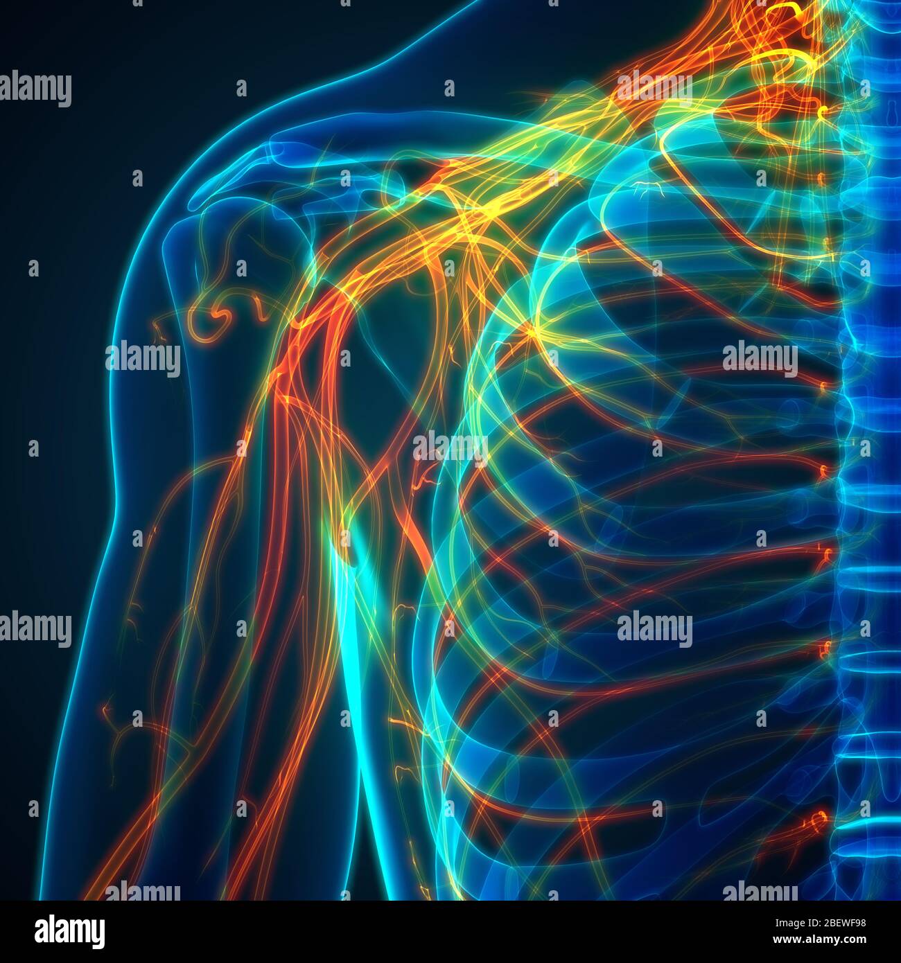 Human Skeleton System with Nervous System Anatomy Stock Photo - Alamy