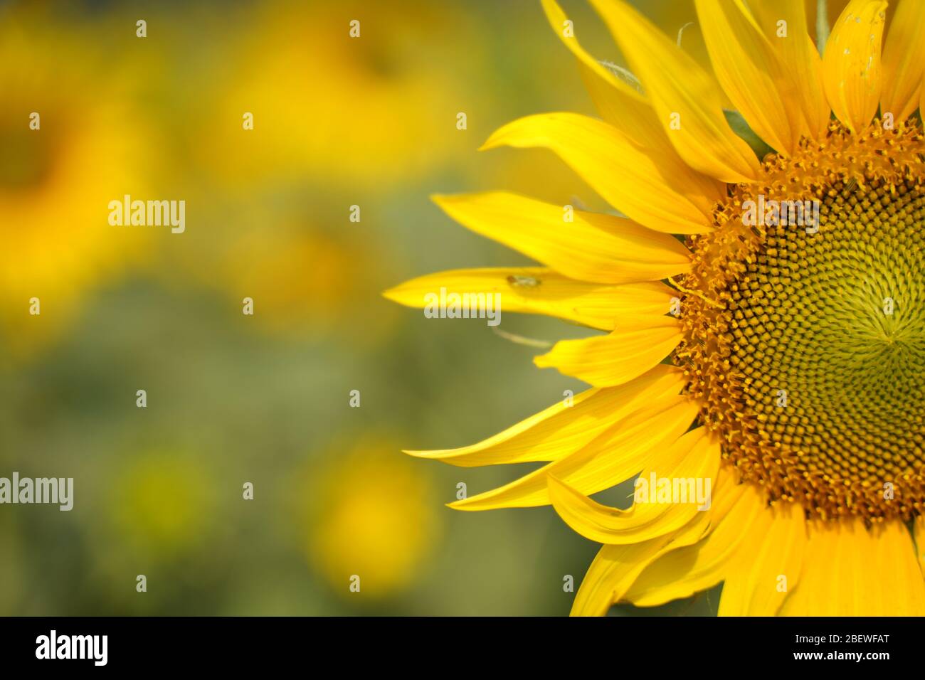 Sunflower screensaver hi-res stock photography and images - Alamy