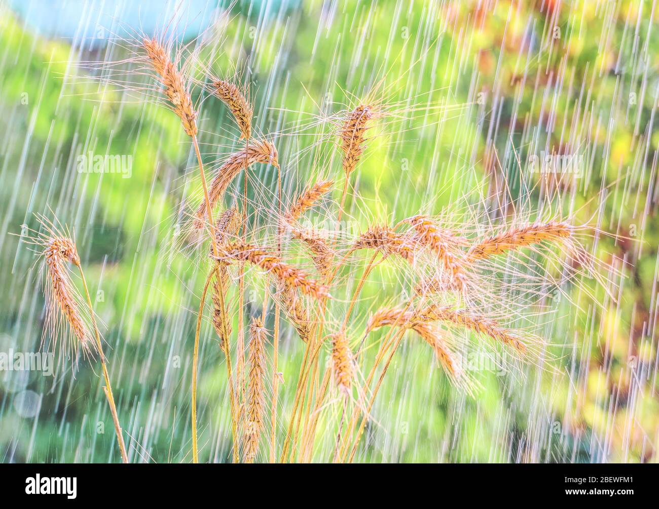 Summer rain and wheat spikelets Stock Photo - Alamy