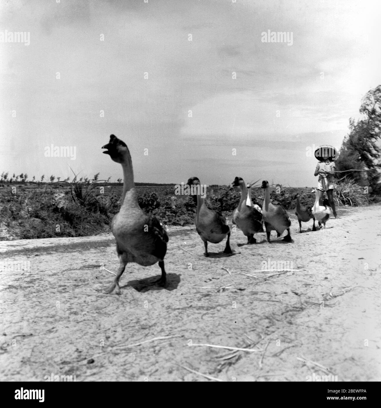 In 1964 the ducks of the Yangtou Battalion Brigade in Guangdong Stock ...