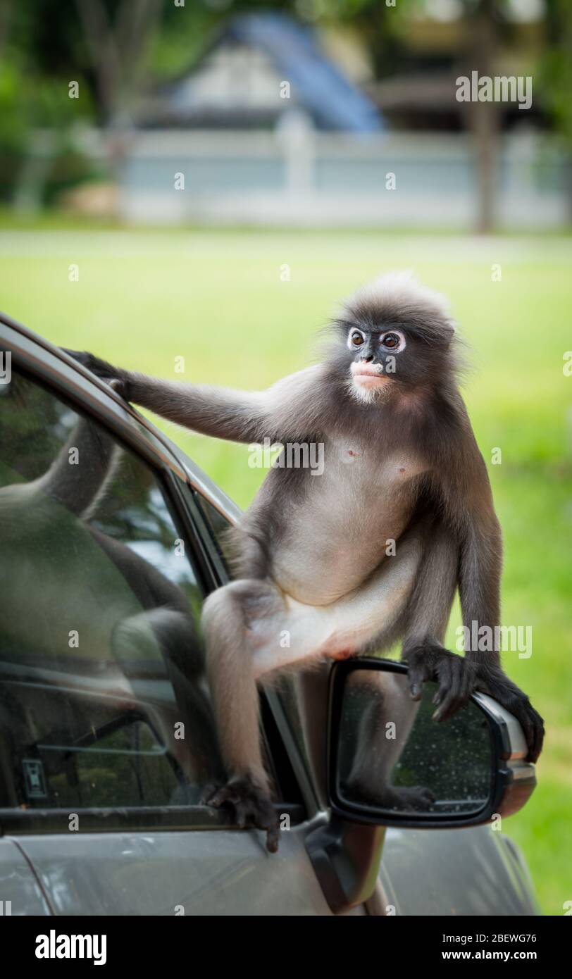 Dusky Monkey sitting on mirror of car with reflection in window in ...