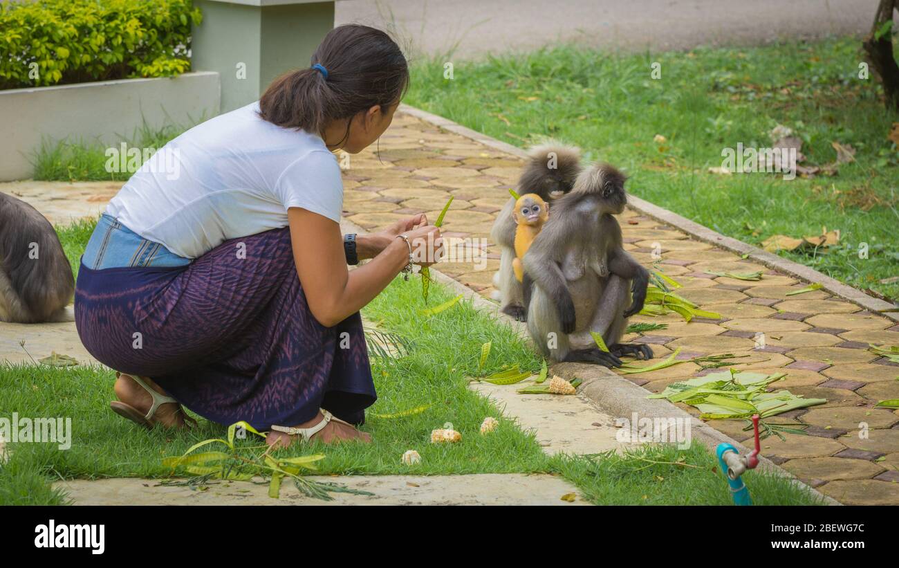 Woman in Sarong kneeling down and looking at adult and baby Dusky ...