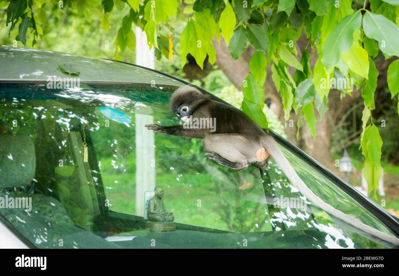 Inside of a tree hi-res stock photography and images - Alamy