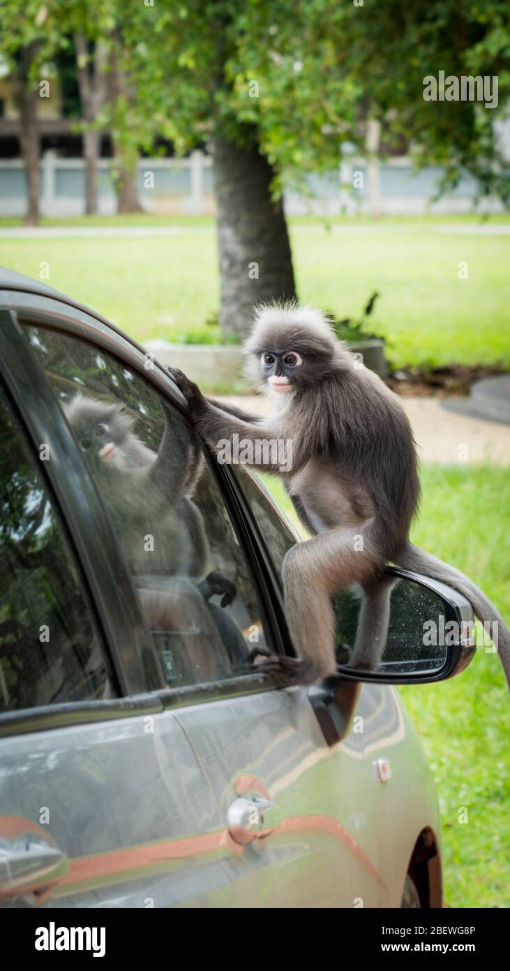 Monkey on car hi-res stock photography and images - Alamy