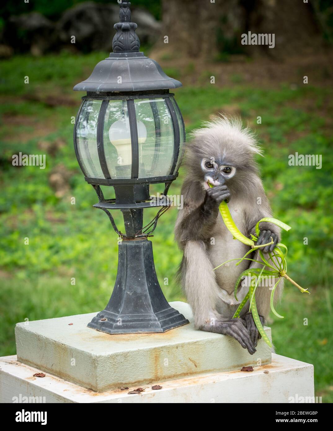 Places bean hi-res stock photography and images - Alamy