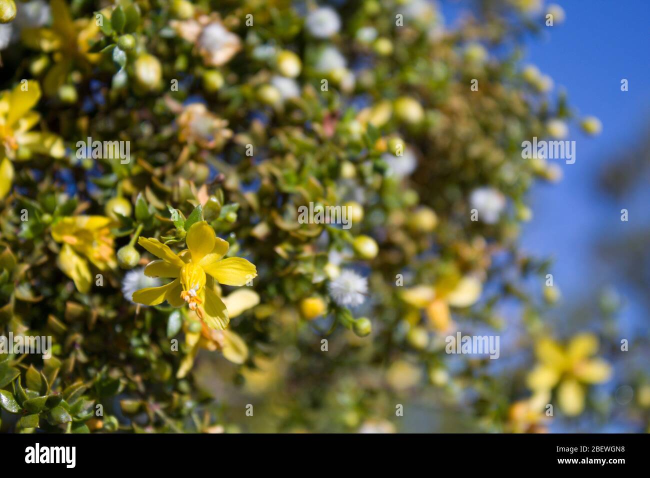 Creosote bush hi-res stock photography and images - Alamy