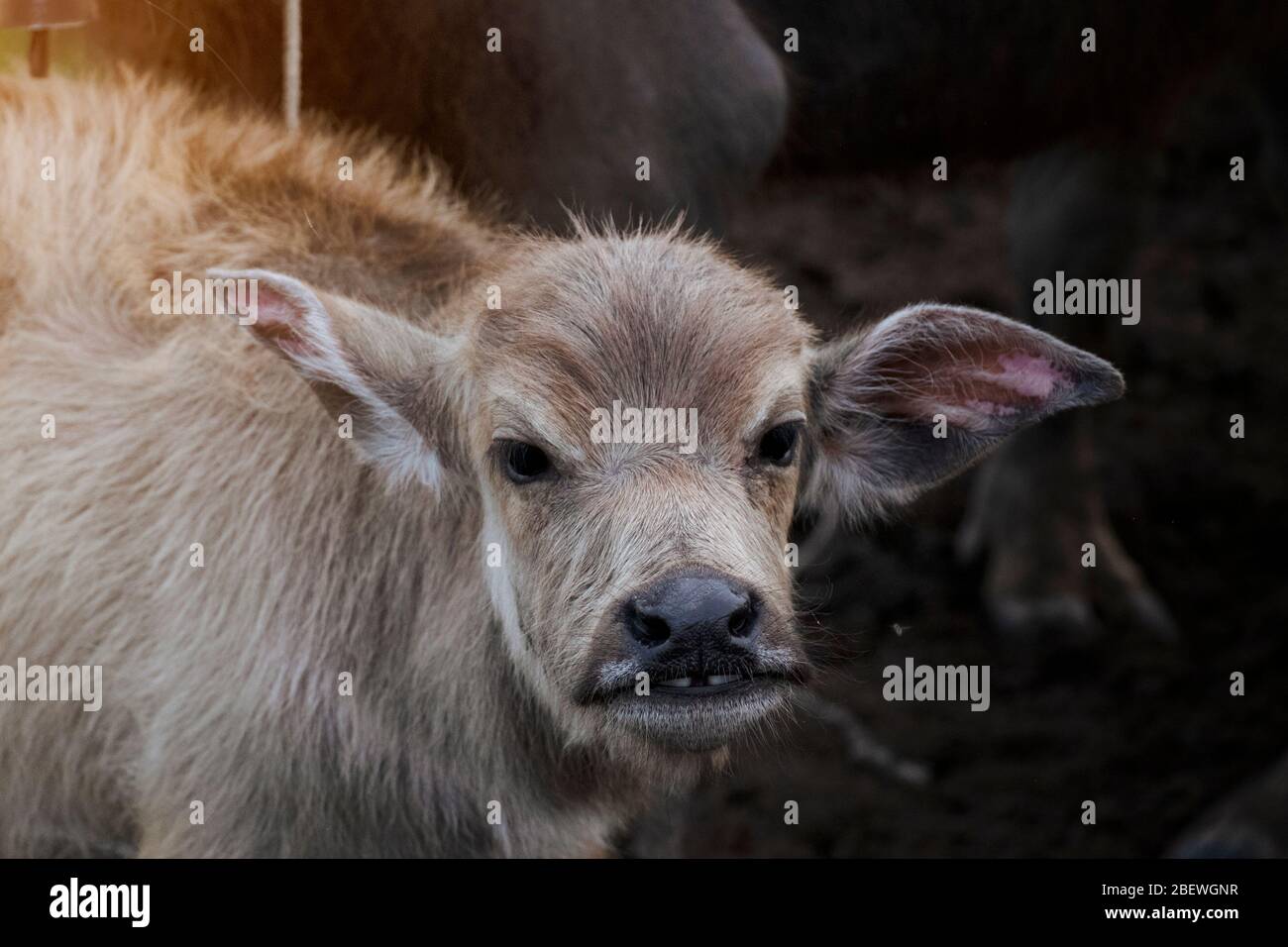Baby water buffalo hi-res stock photography and images - Alamy