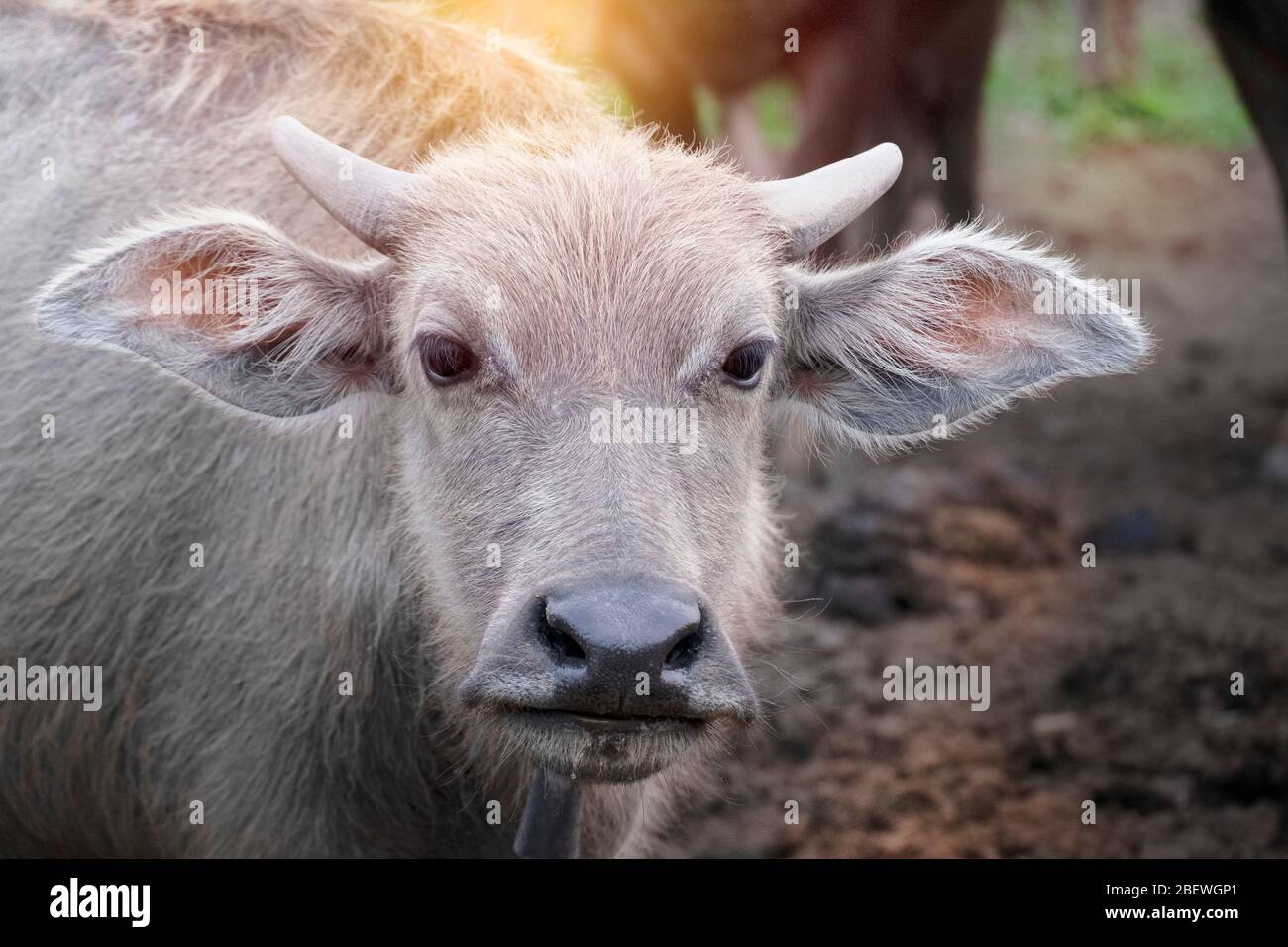 Baby water buffalo hi-res stock photography and images - Alamy