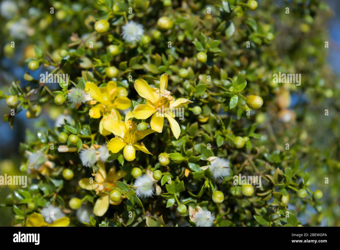 Creosote bush hi-res stock photography and images - Alamy