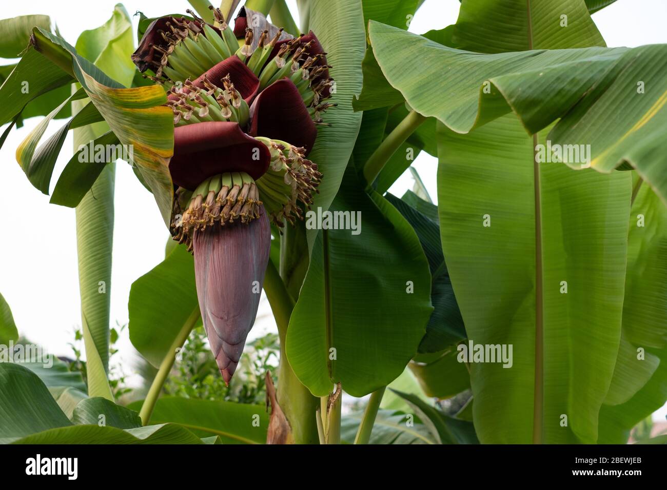Beautiful Banana Tree High Resolution Stock Photography and Images - Alamy