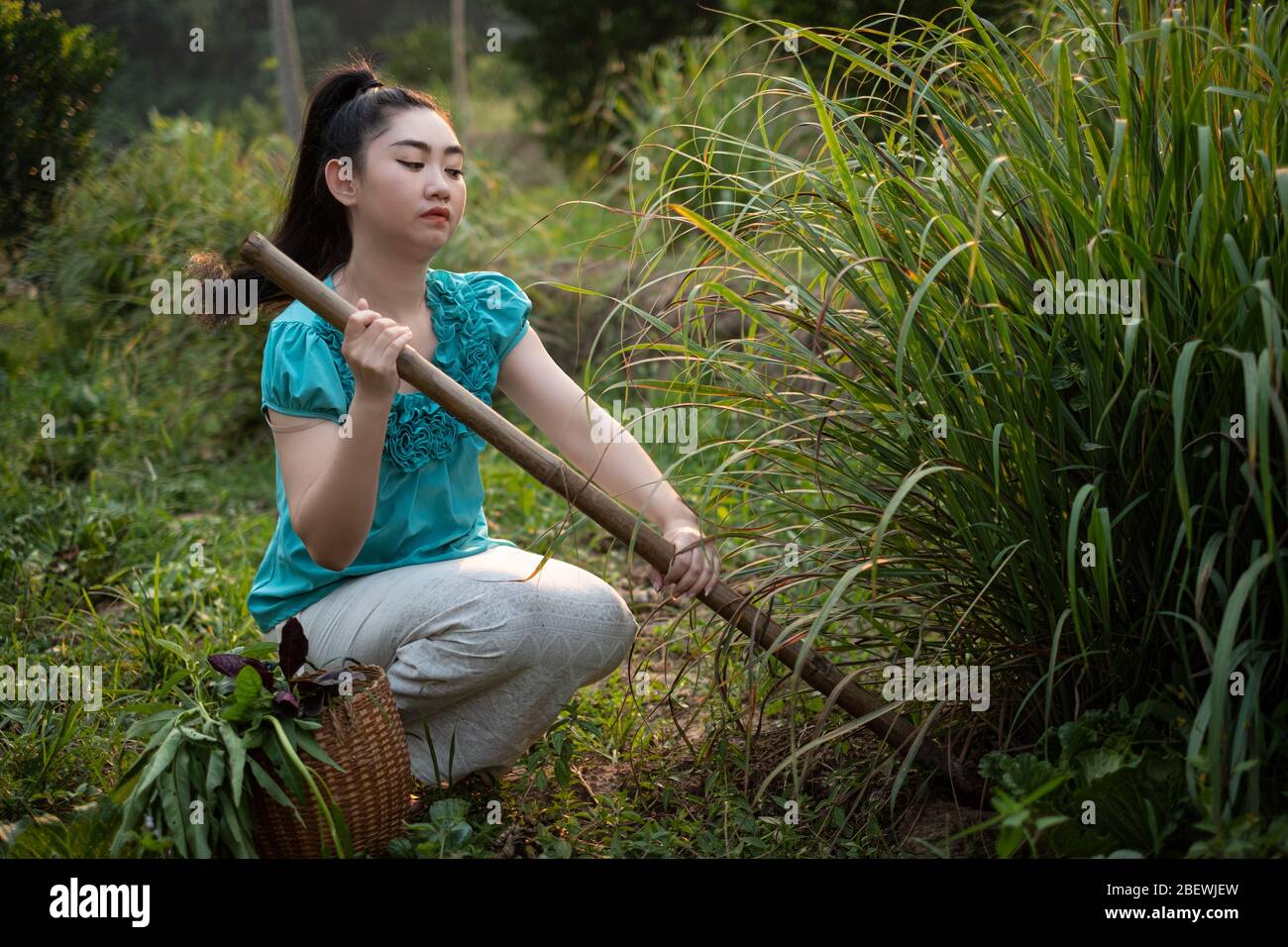Lifestyle of rural Asia woman digging up lemongrass on a garden ...