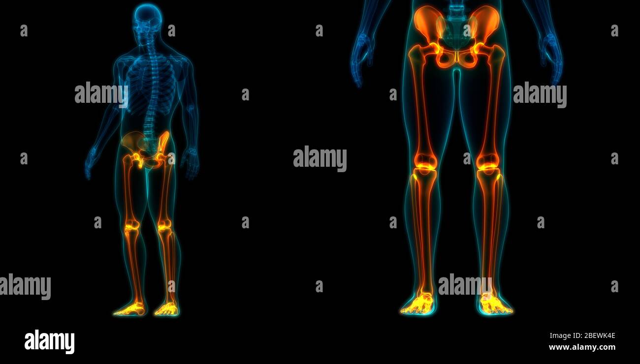 Human Skeleton System bone Joints Anatomy Stock Photo - Alamy