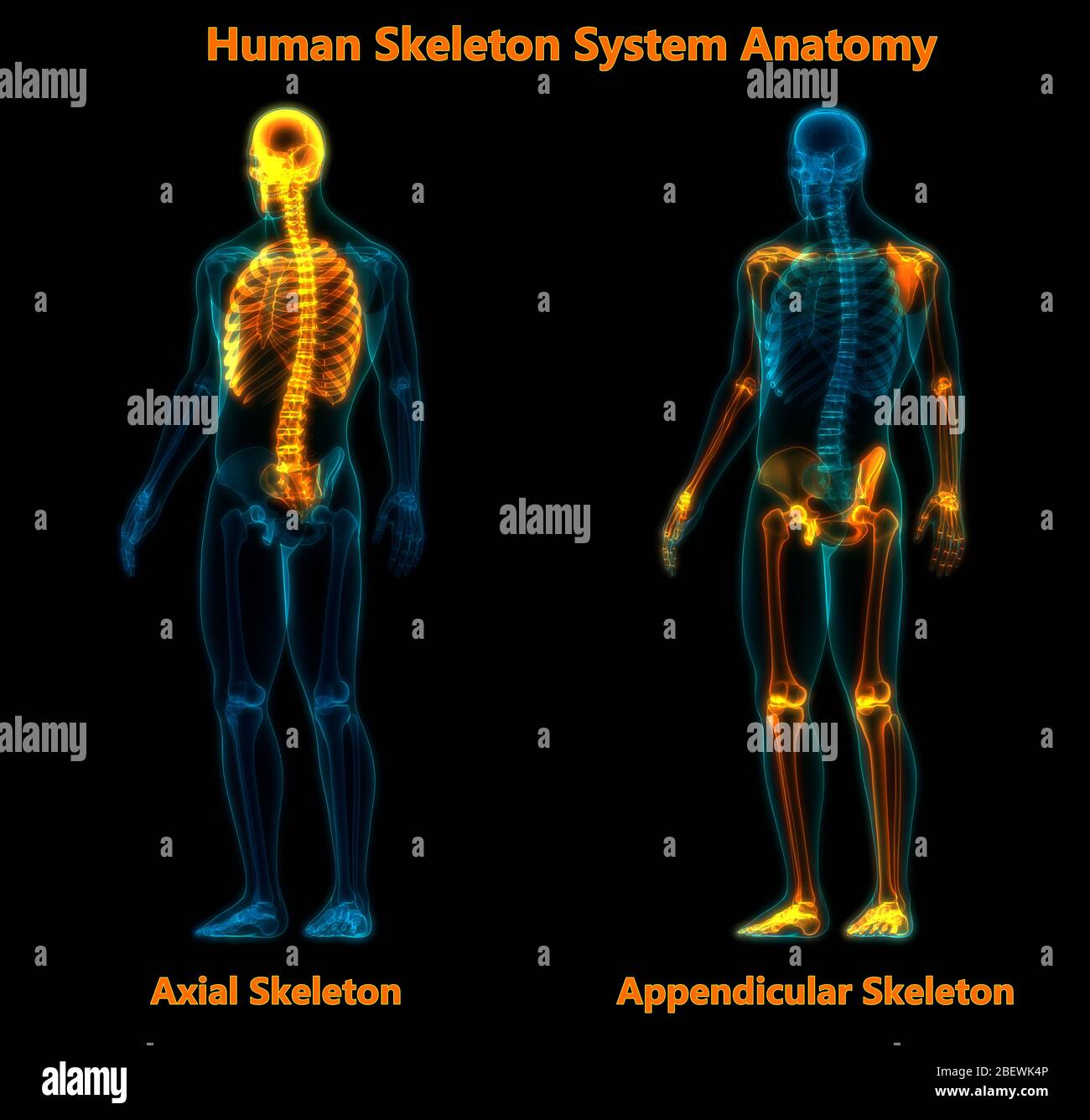 Human Skeleton System bone Joints Anatomy Stock Photo - Alamy