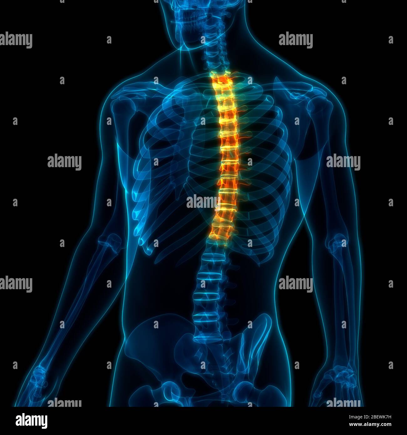 Vertebral Column Thoracic Vertebrae of Human Skeleton System Anatomy ...