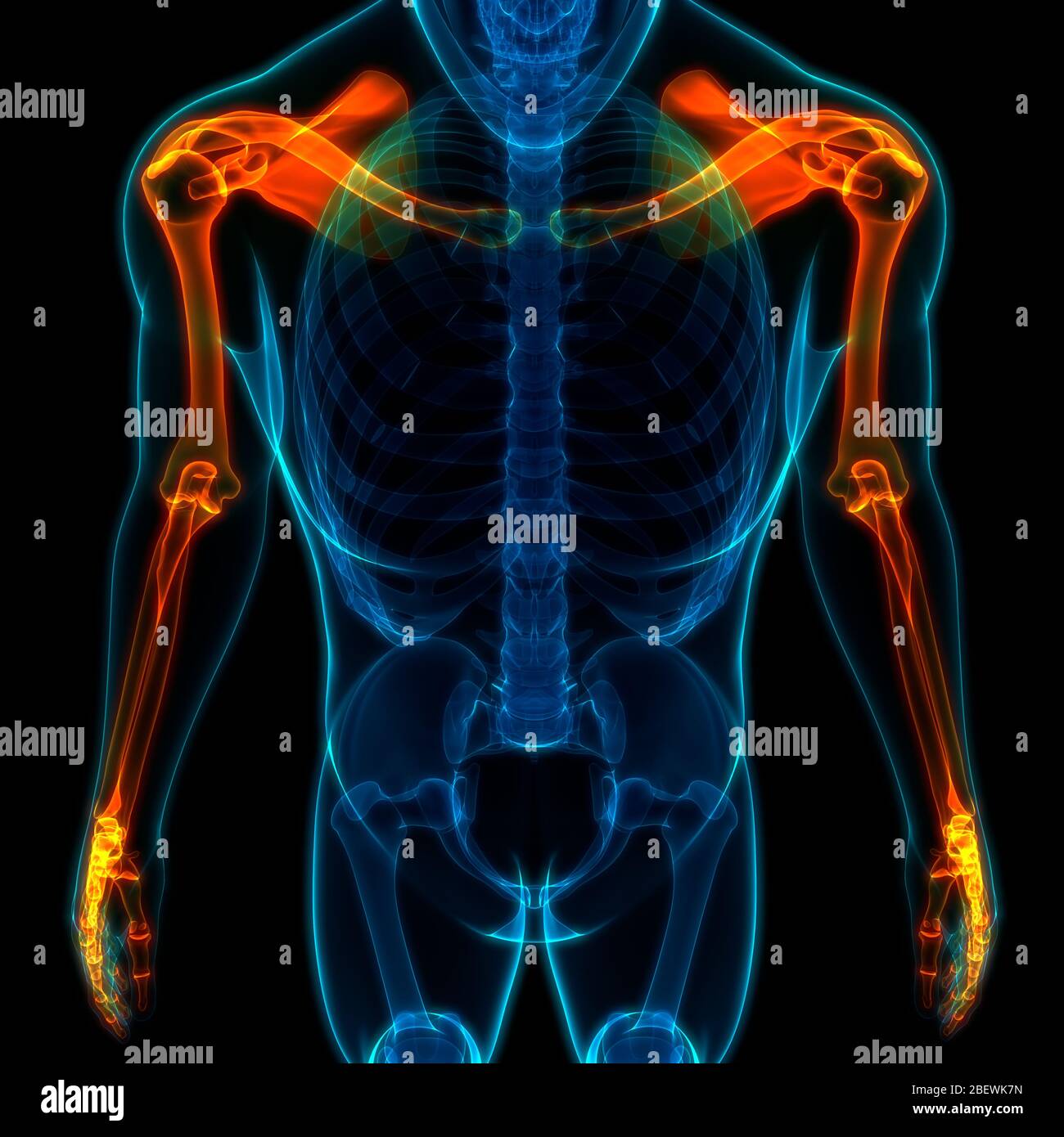 Human Skeleton System bone Joints Anatomy Stock Photo - Alamy