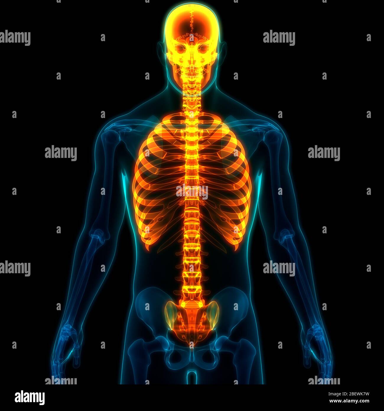 Human Skeleton System bone Joints Anatomy Stock Photo - Alamy