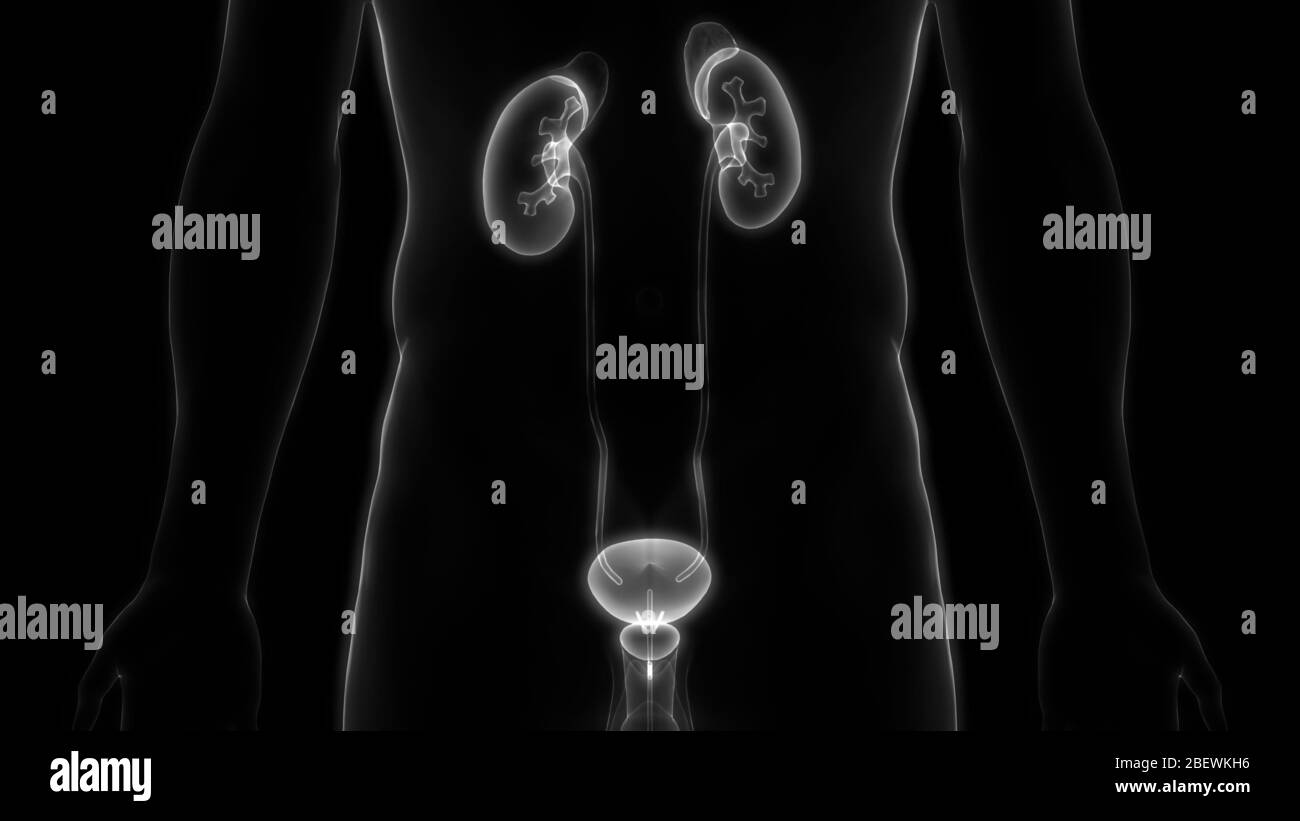 Human Urinary System Kidneys with Bladder Anatomy Stock Photo - Alamy