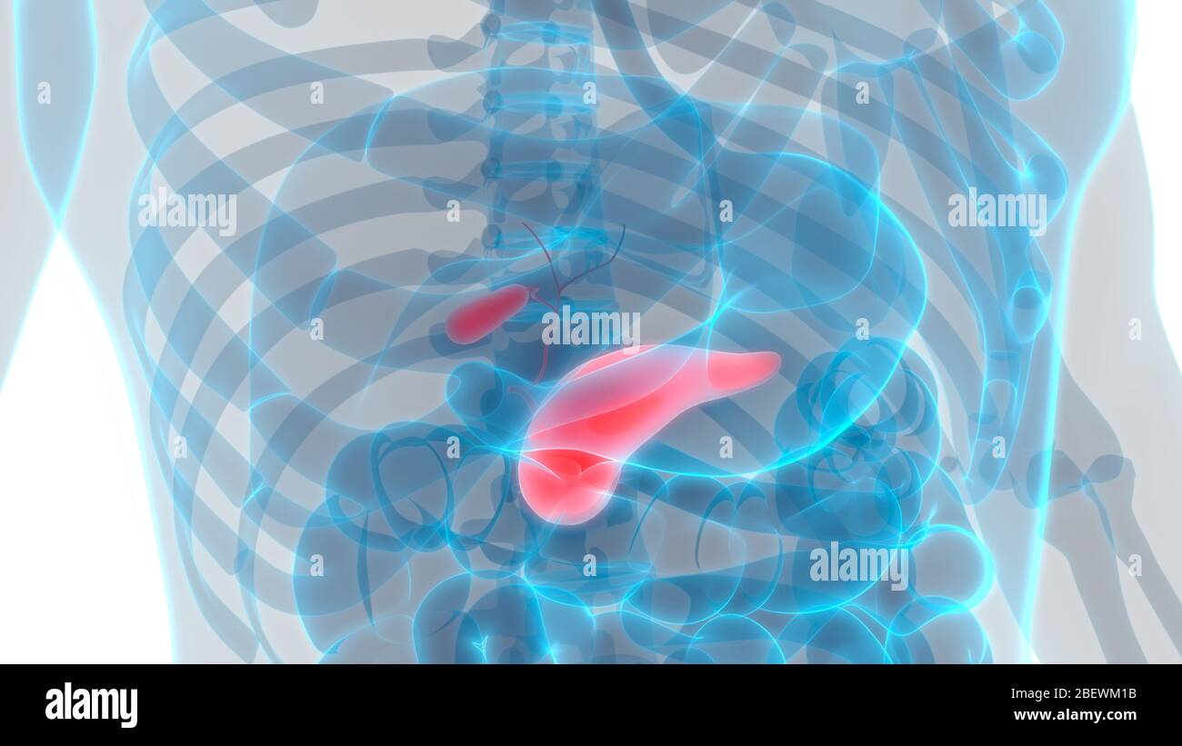 Human Internal Organ Pancreas with Gallbladder Anatomy Stock Photo - Alamy
