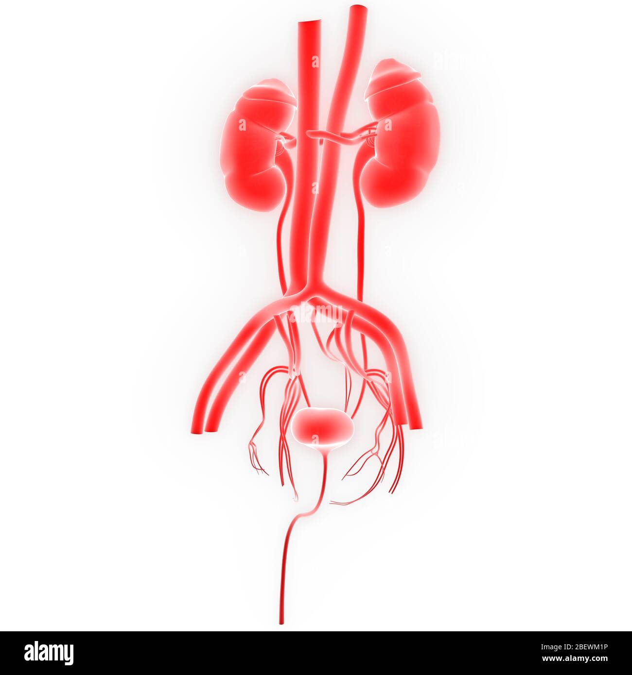 Urinary System Unlabeled