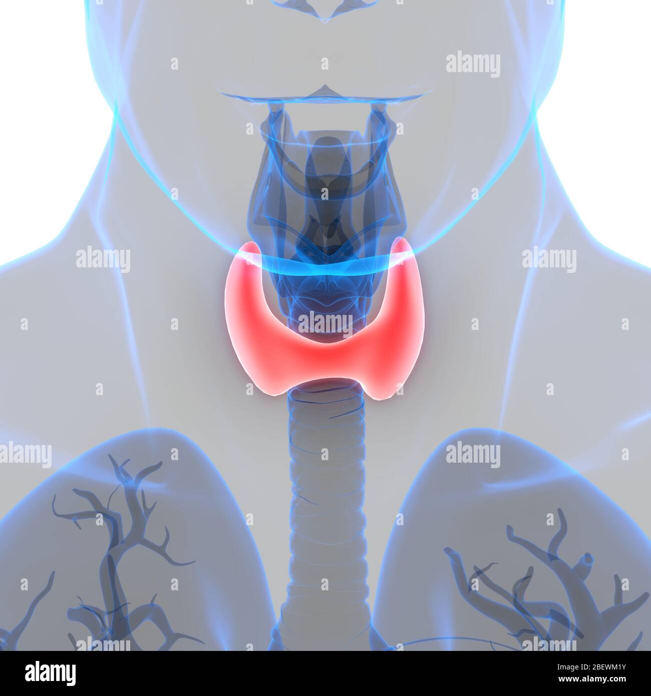 Human Glands Thyroid Gland Anatomy Stock Photo - Alamy