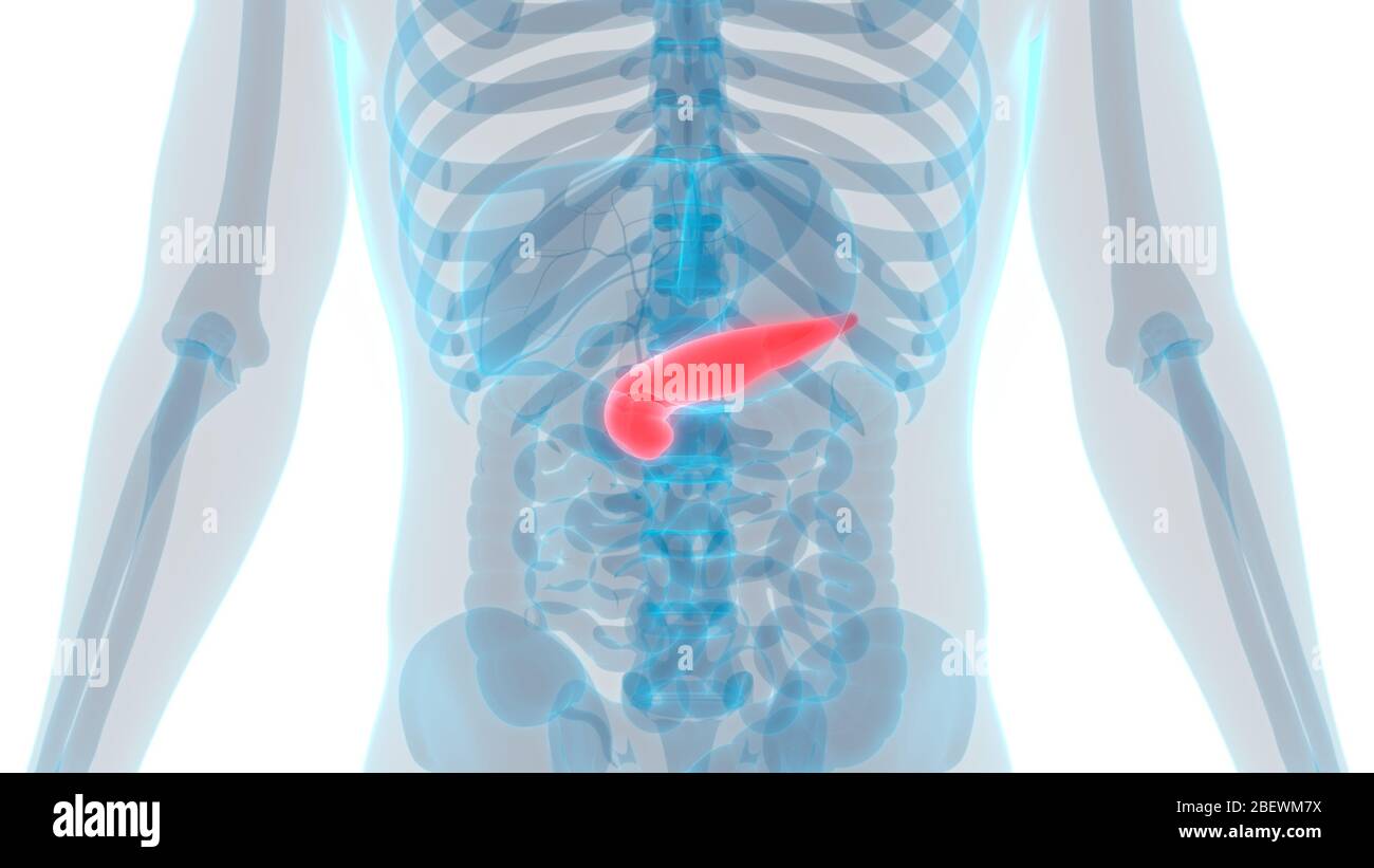 Human Internal Organs Pancreas Anatomy Stock Photo - Alamy