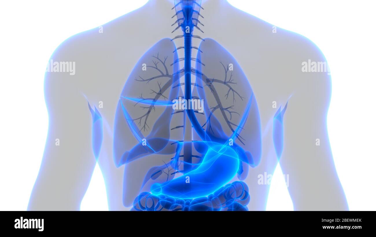 Human Digestive System Stomach Anatomy Stock Photo - Alamy
