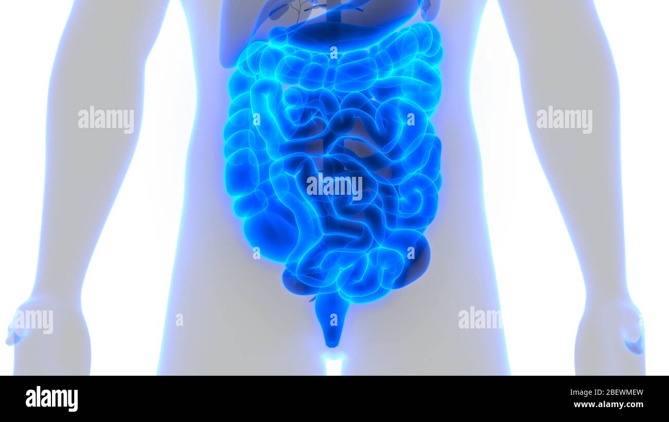 Human Digestive System Large Intestine Anatomy Stock Photo - Alamy