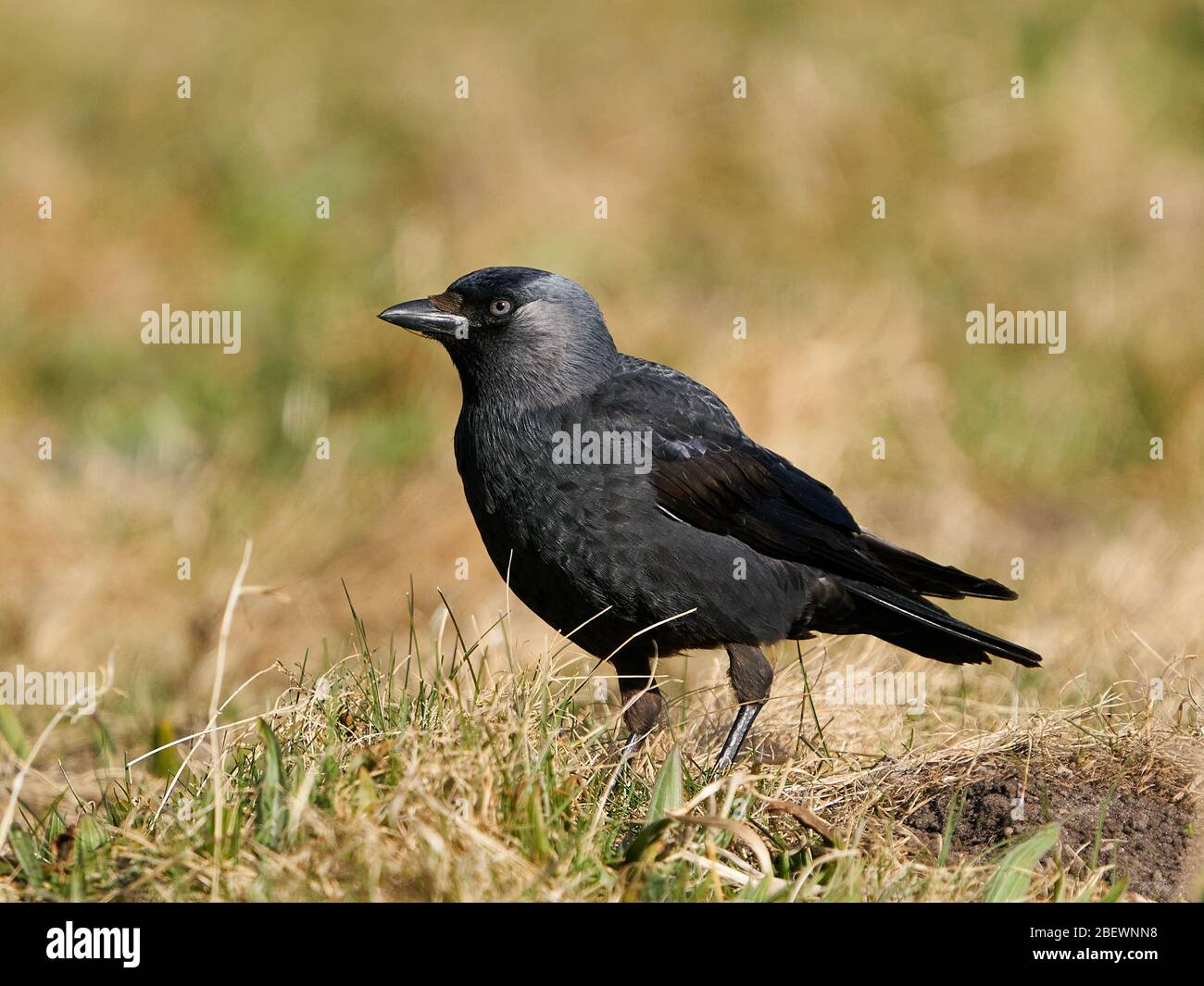 Jackdaw denmark hi-res stock photography and images - Alamy