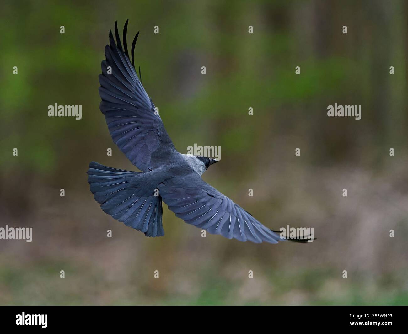 Western jackdaw in flight with vegetation in the background Stock Photo ...
