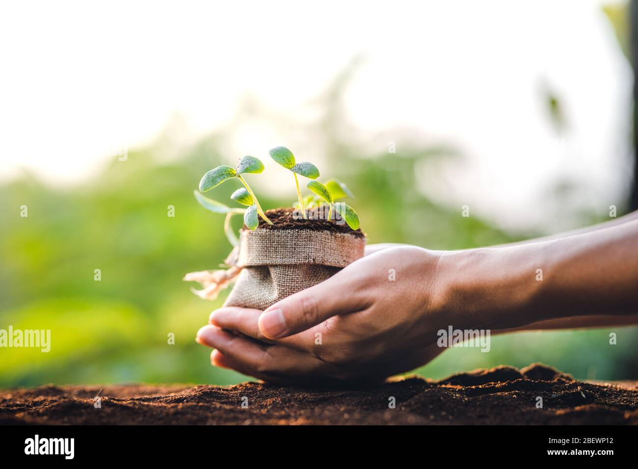 Sapling in the bag,saplings are growing on the soil and a natural green ...