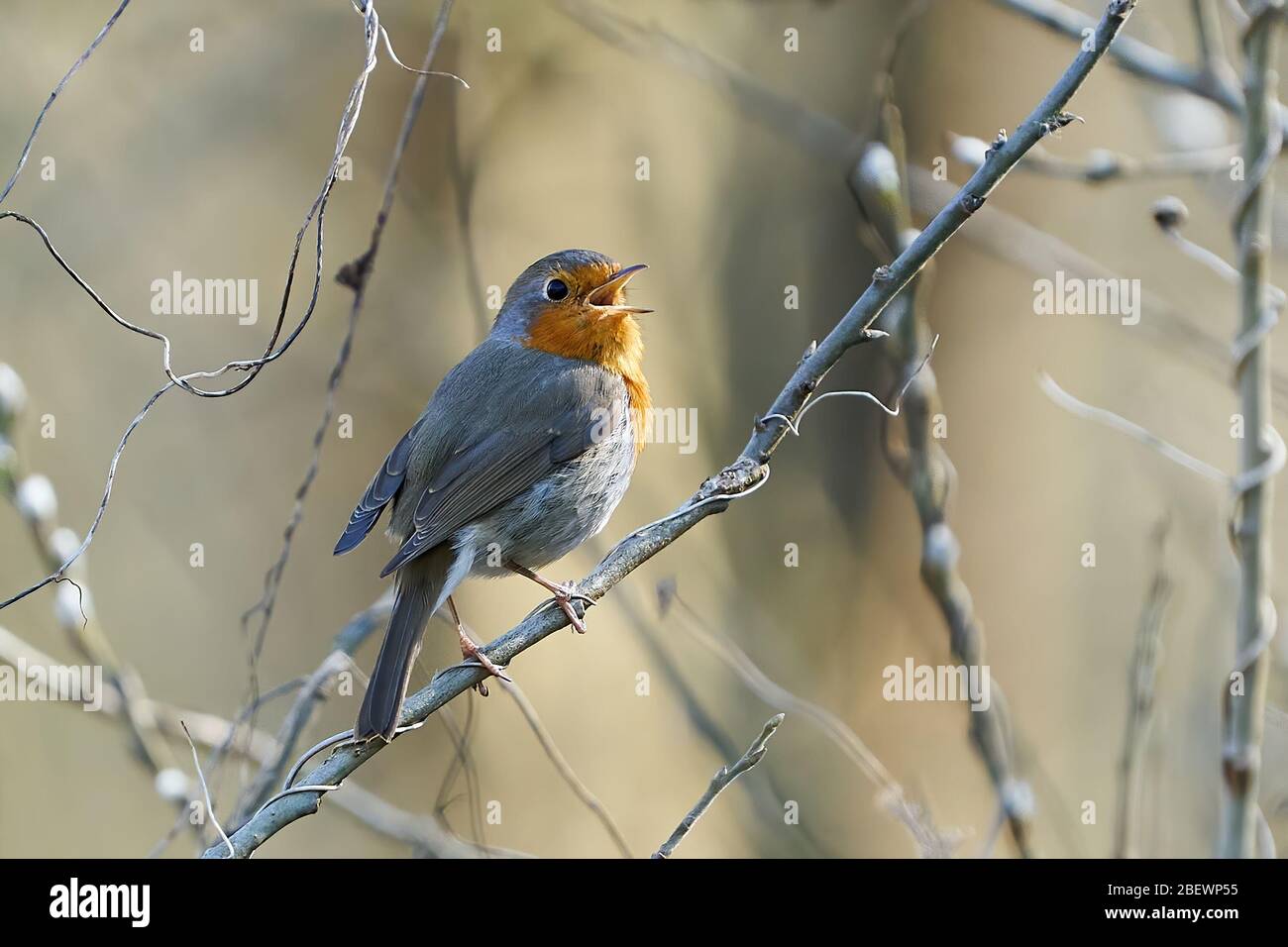 European robin in its natural habitat in Denmark Stock Photo - Alamy