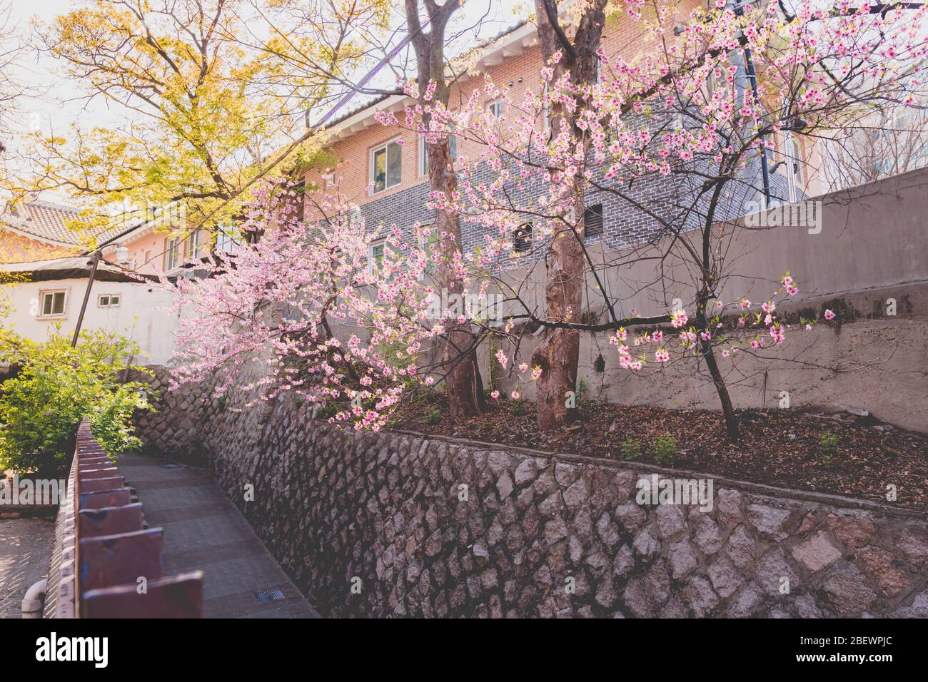 Korea flower hi-res stock photography and images - Alamy