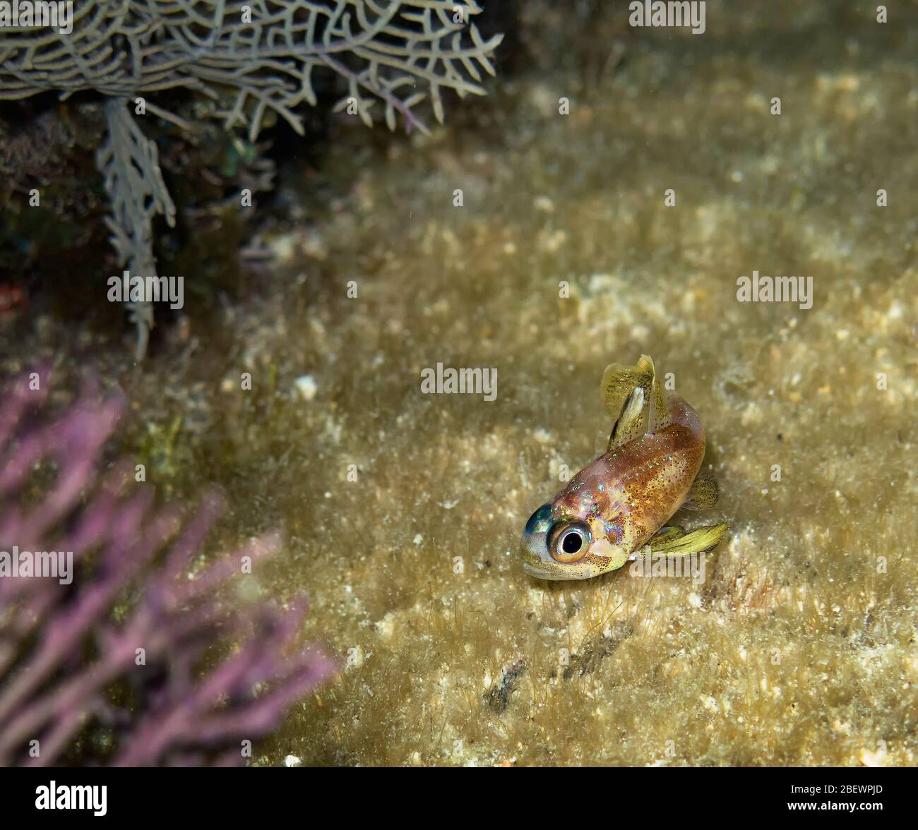 Blackfin cardinalfish (Astrapogon puncticulatus) swimming among sea ...