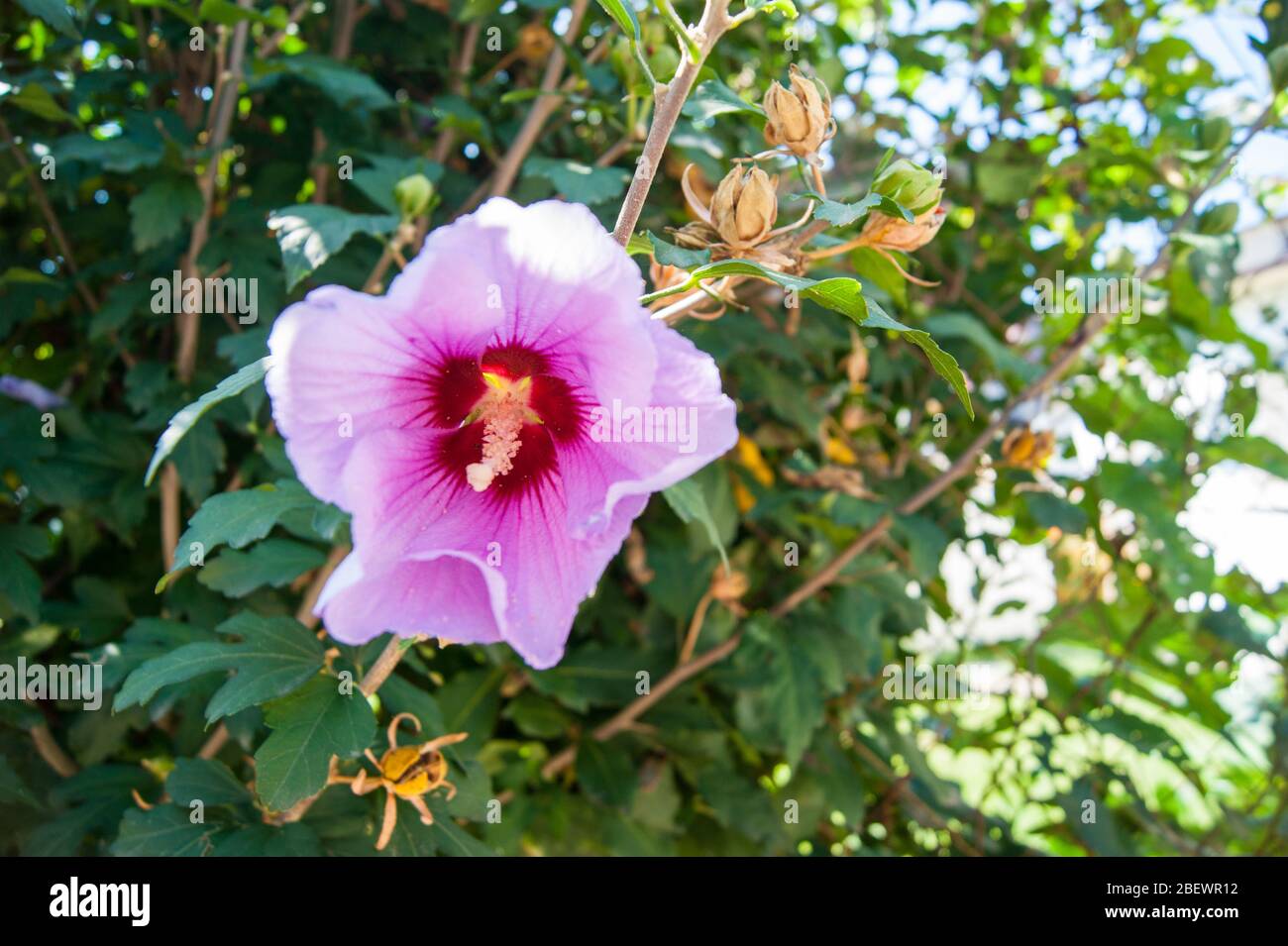 Purple flower mallow against the background of greenery. Close-up ...
