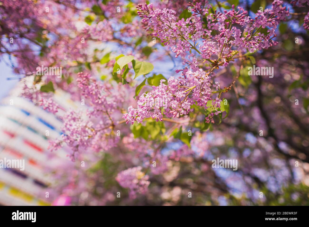 Korea flower hi-res stock photography and images - Alamy