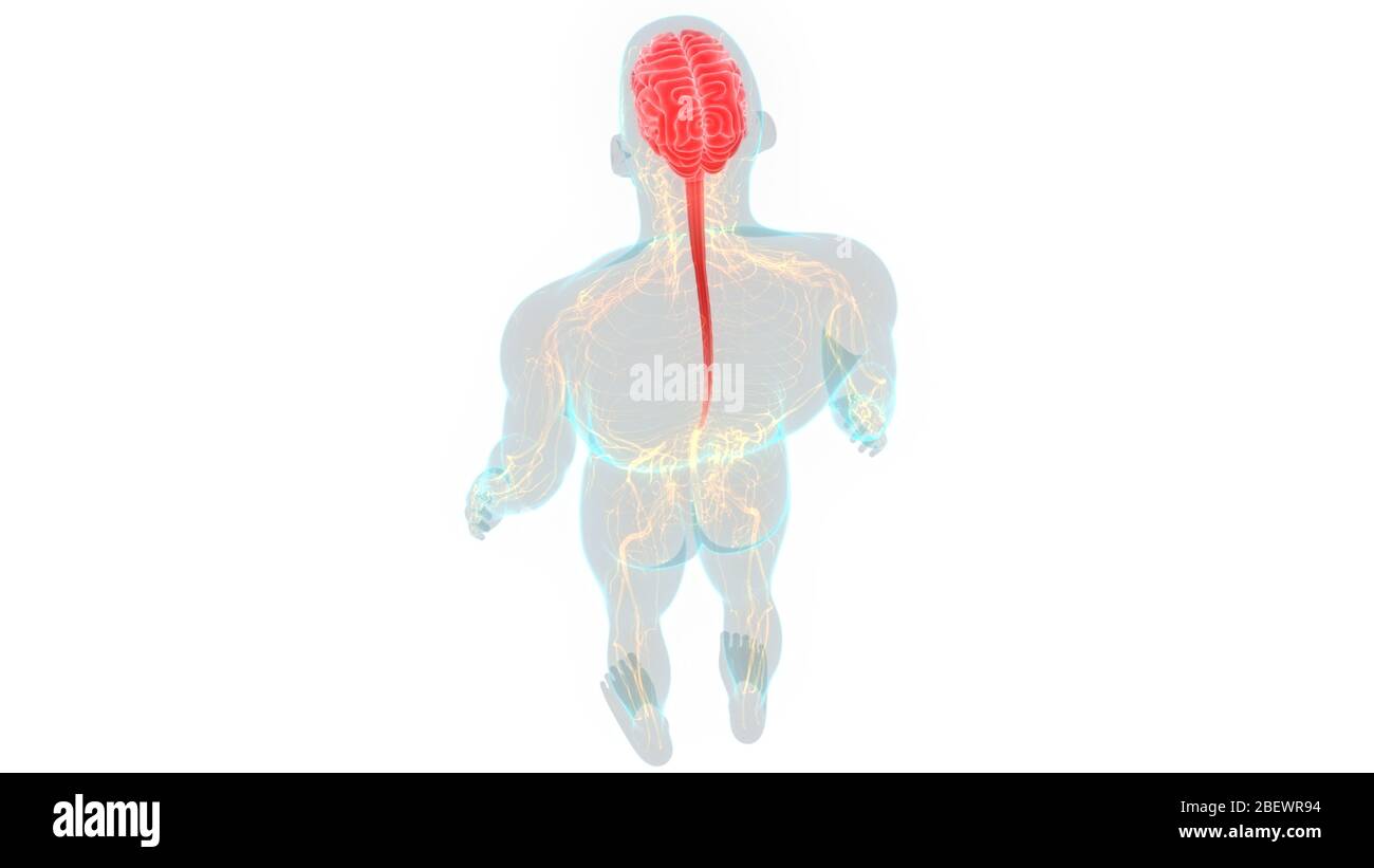 Central Organ of Human Nervous System Brain Anatomy Stock Photo - Alamy