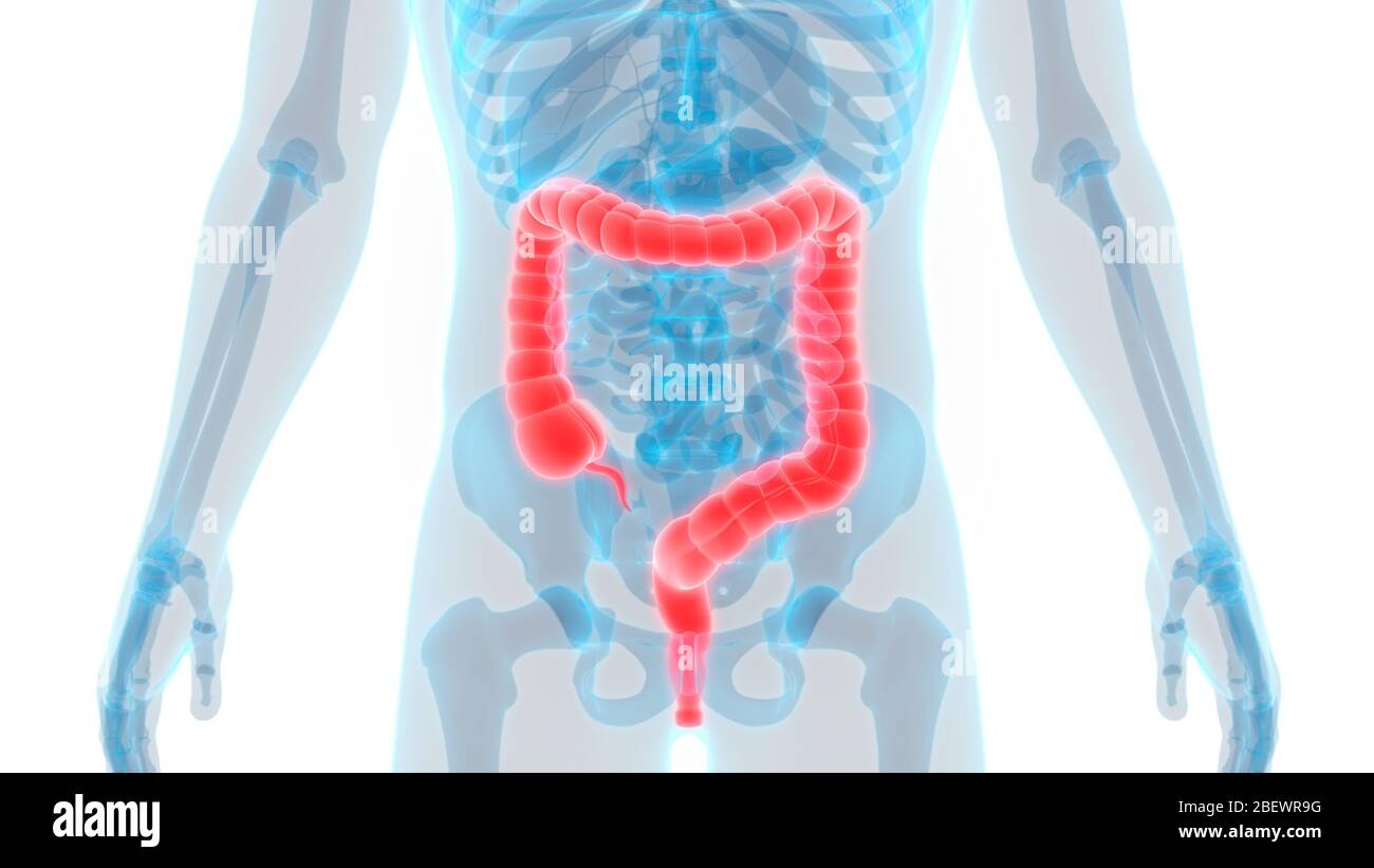 Human Digestive System Large Intestine Anatomy Stock Photo - Alamy