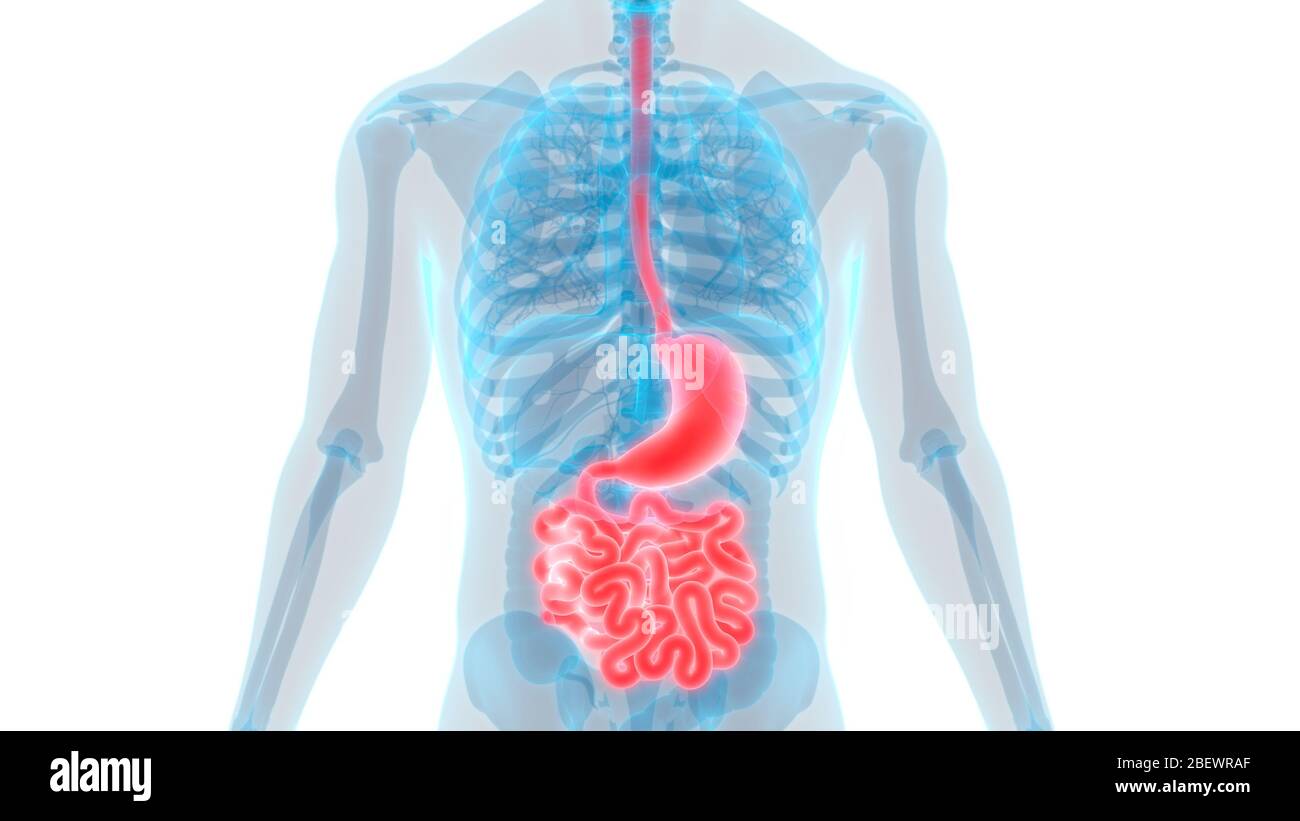 Human Digestive System Stomach with Small Intestine Anatomy Stock Photo ...