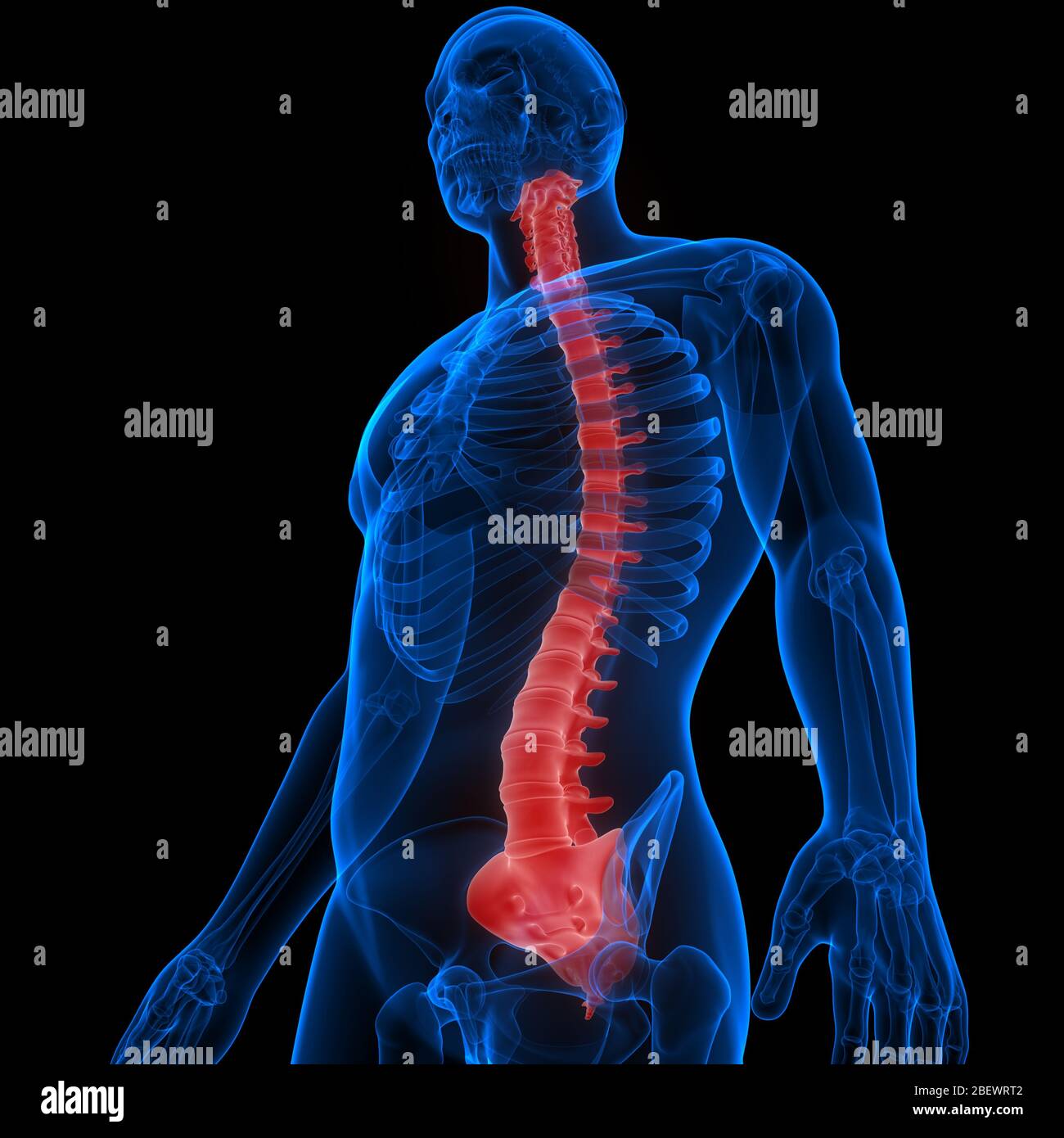Vertebral Column of Human Skeleton System Anatomy Stock Photo - Alamy