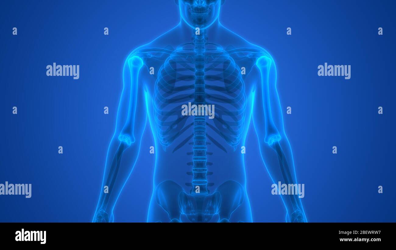 Human Skeleton System Bone Joints Anatomy Stock Photo - Alamy
