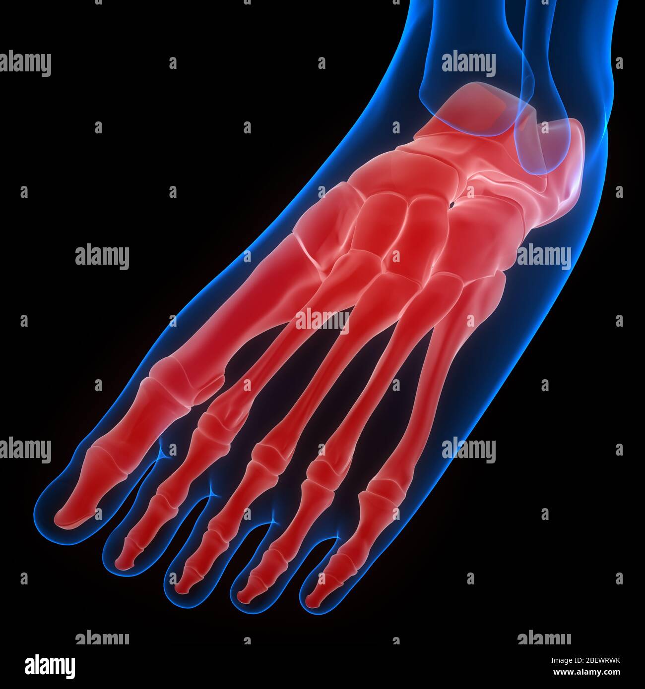 Human Skeleton System Bone Joints Anatomy Stock Photo - Alamy