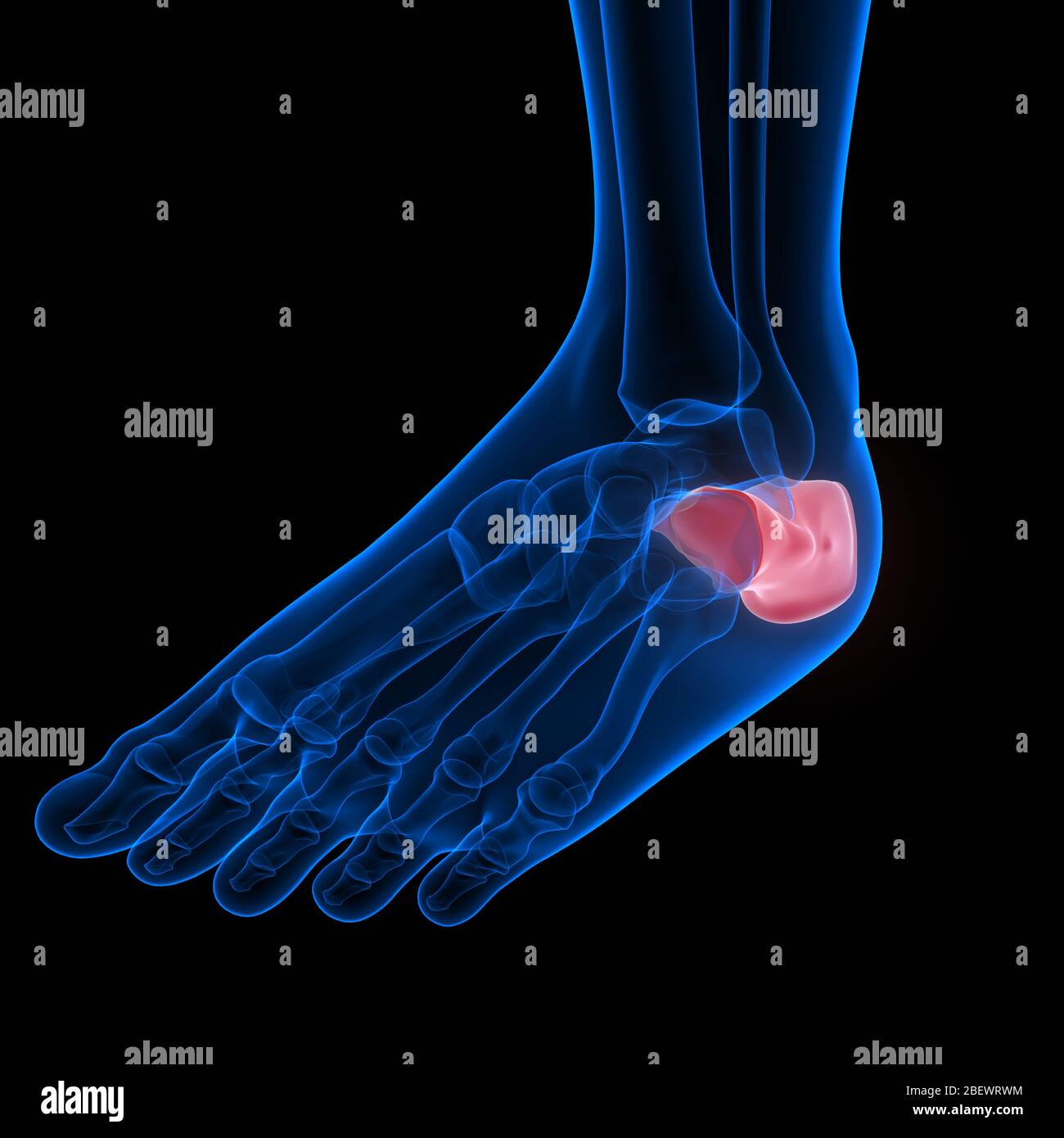 Human Skeleton System Bone Joints Anatomy Stock Photo - Alamy