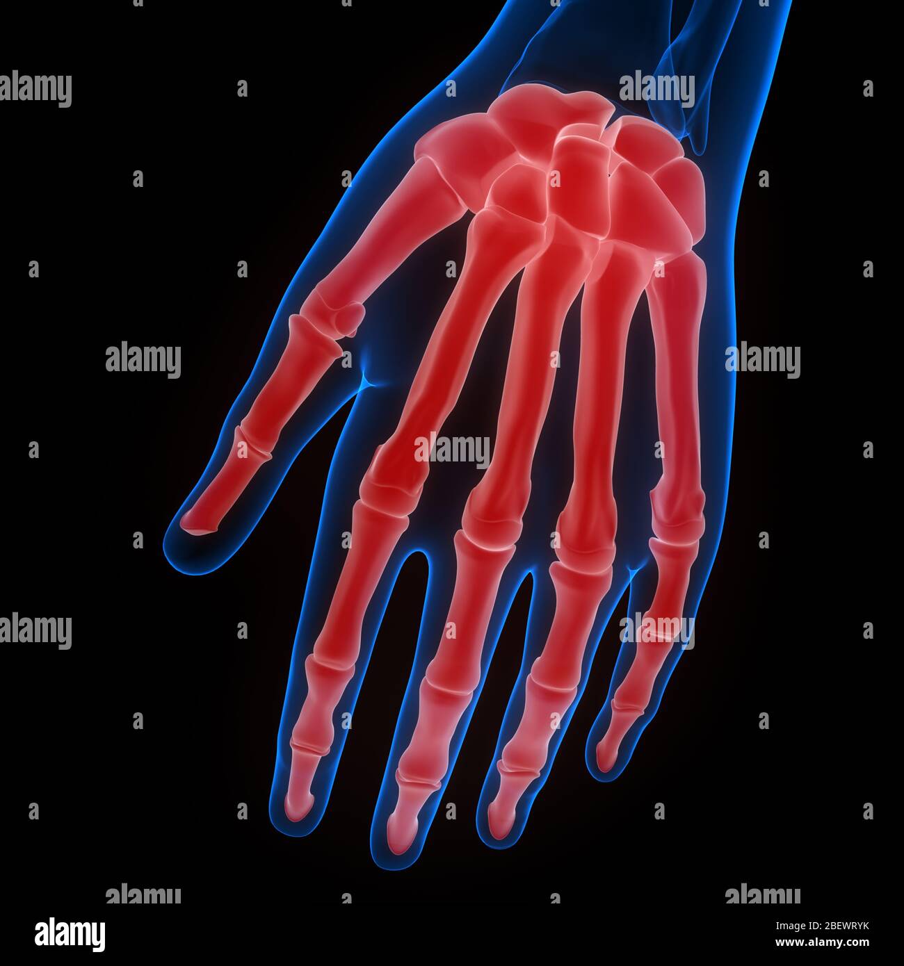 Human Skeleton System Bone Joints Anatomy Stock Photo - Alamy