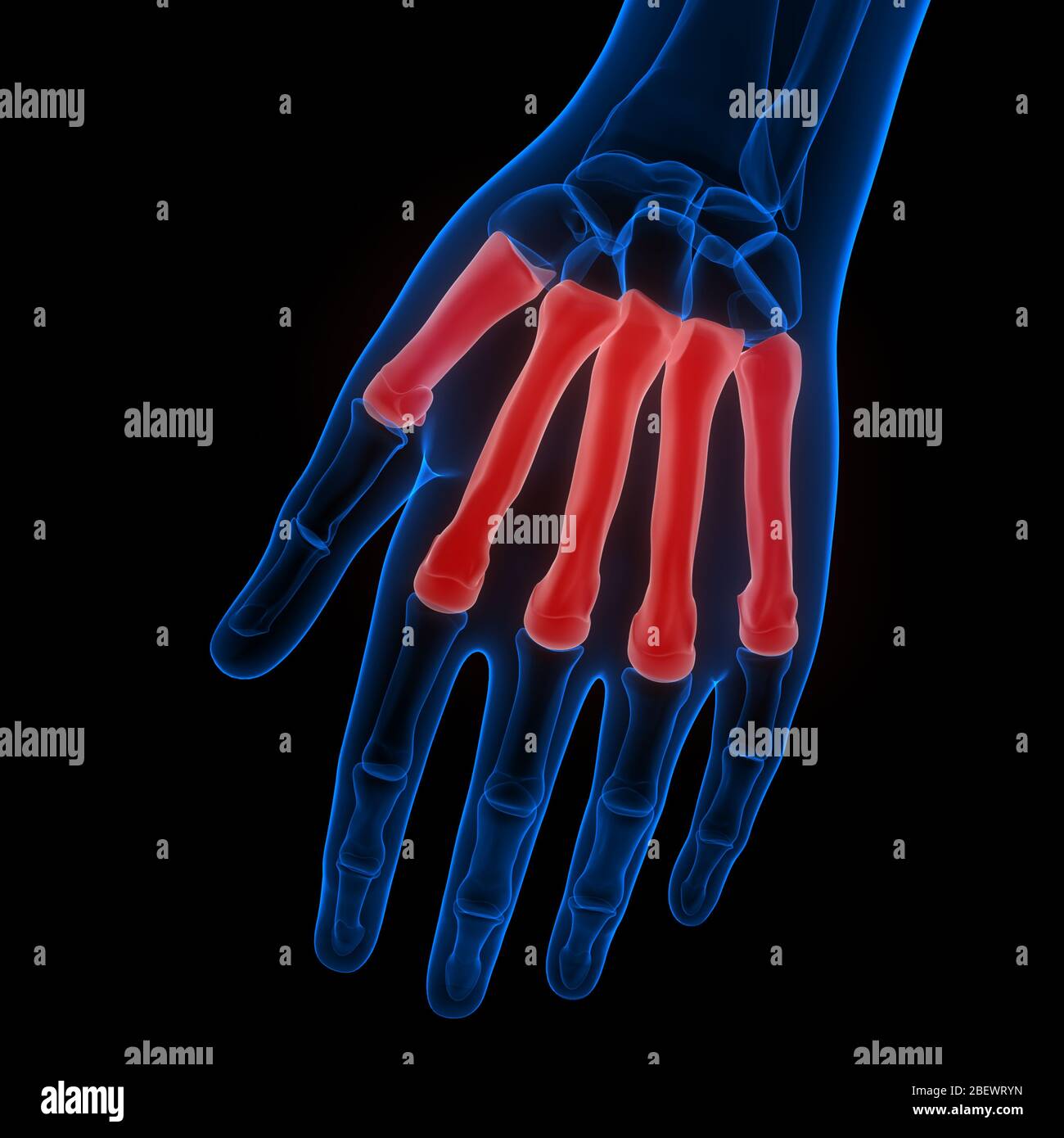 Human Skeleton System Bone Joints Anatomy Stock Photo - Alamy